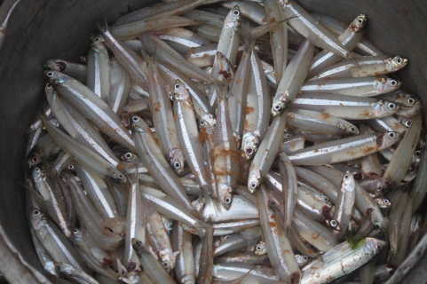 Indian Anchovy · FML Marine Biodiversity Database · FML